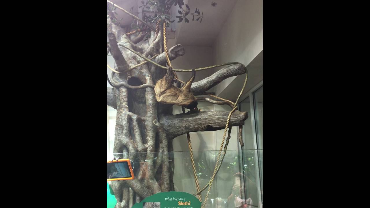 NC Museum of Natural Science Sloth, Raleigh, NC - YouTube