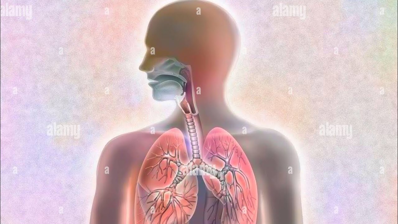 Breath easy: Understanding human airway anatomy - YouTube
