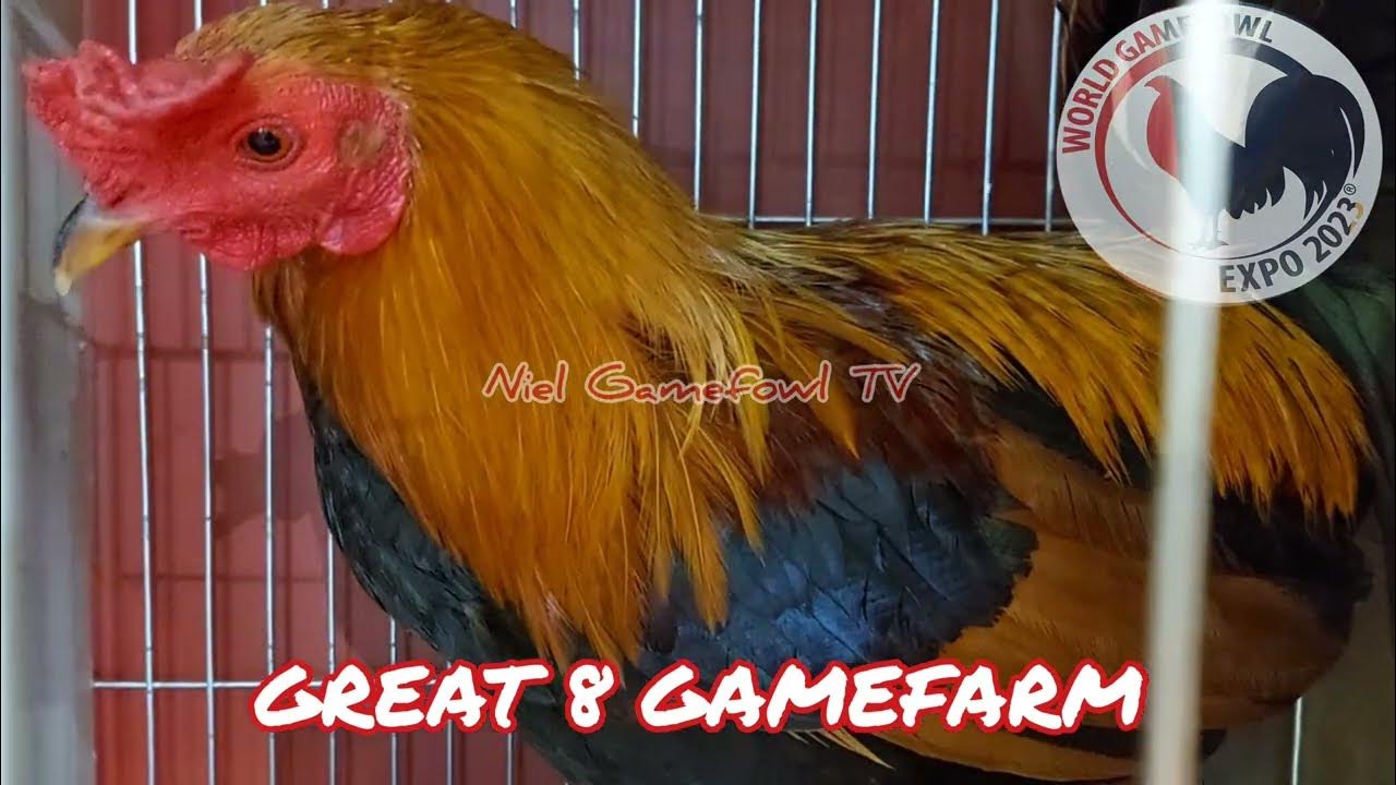 World Gamefowl Expo 2023 RJDD RAPHAEL'S GAMEFARM & GREAT 8 GAMEFARM - YouTube