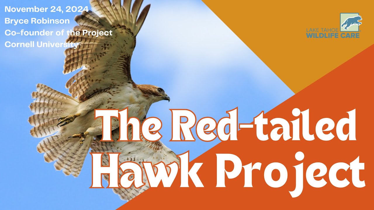 Wild Wonders: Bryce Robinson on The Red-tailed Hawk Project | October ...