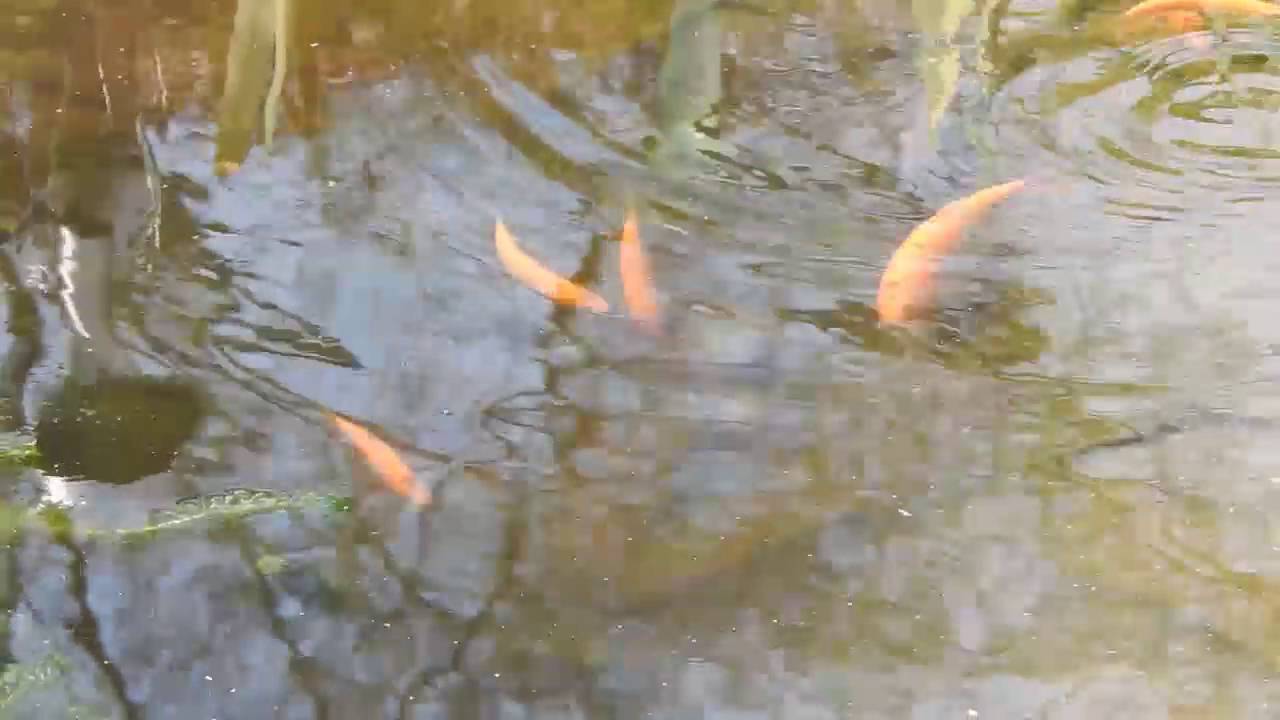 Golden Orfe - YouTube