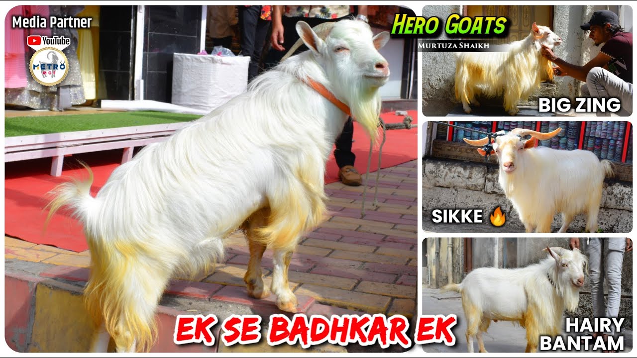 Furry and Hairy Bantam Zing Goats Available in Low Price at Hero Goats ...