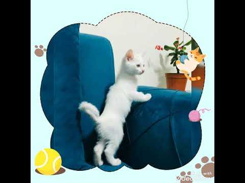 💙💜💛EN GÜZEL KEDİ RESİMLERİ &VİDEOLARİ 😸