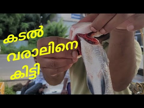 കടൽ വരാൽ | Kadal Varal - YouTube