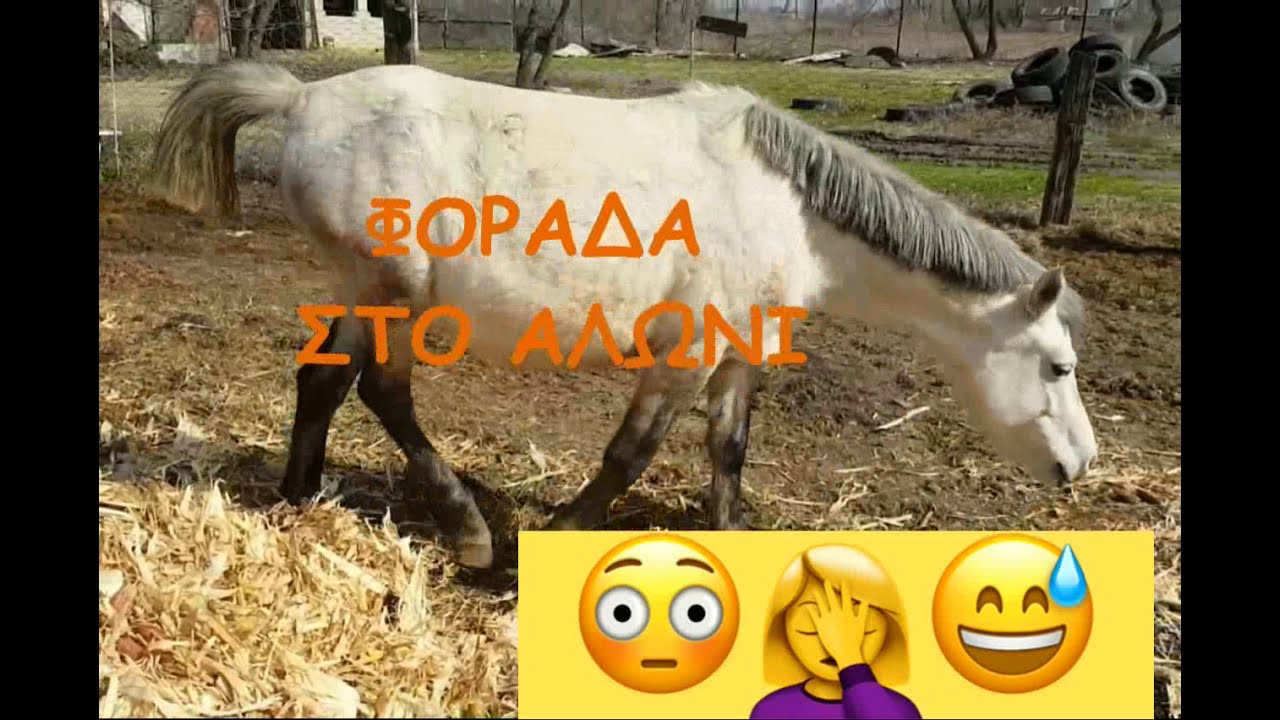 ΑΛΩΝΙ Ή ΤΙ ΘΑ ΠΕΙ Χ@ΚΕ ΦΟΡΑΔΑ ΣΤΟ ΑΛΩΝΙ Horses, Donkeys & Katrin 2019 ...