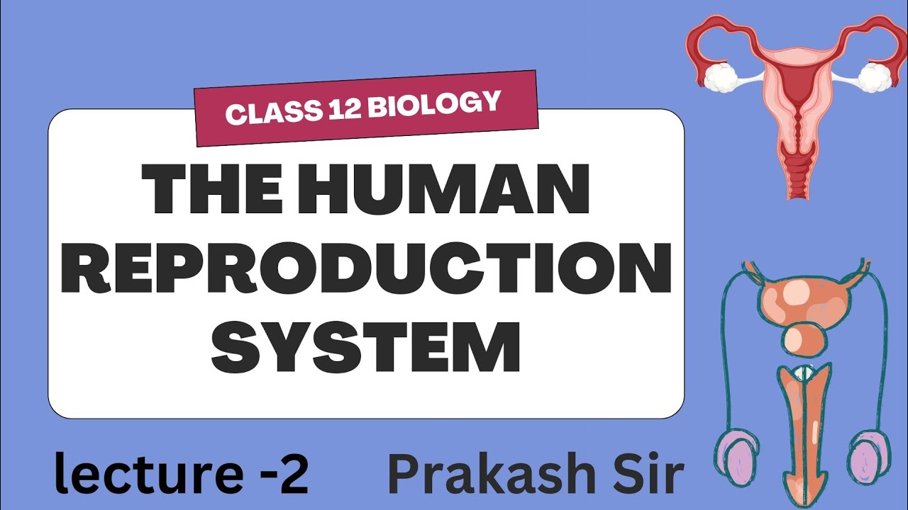 CLASS 12 Biology | NCERT| Human Reproduction मानव जनन |Lecture -2 ...