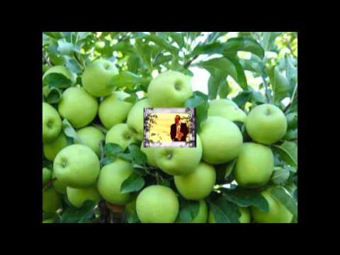 Hamza GEWRİ Dozamın 2015