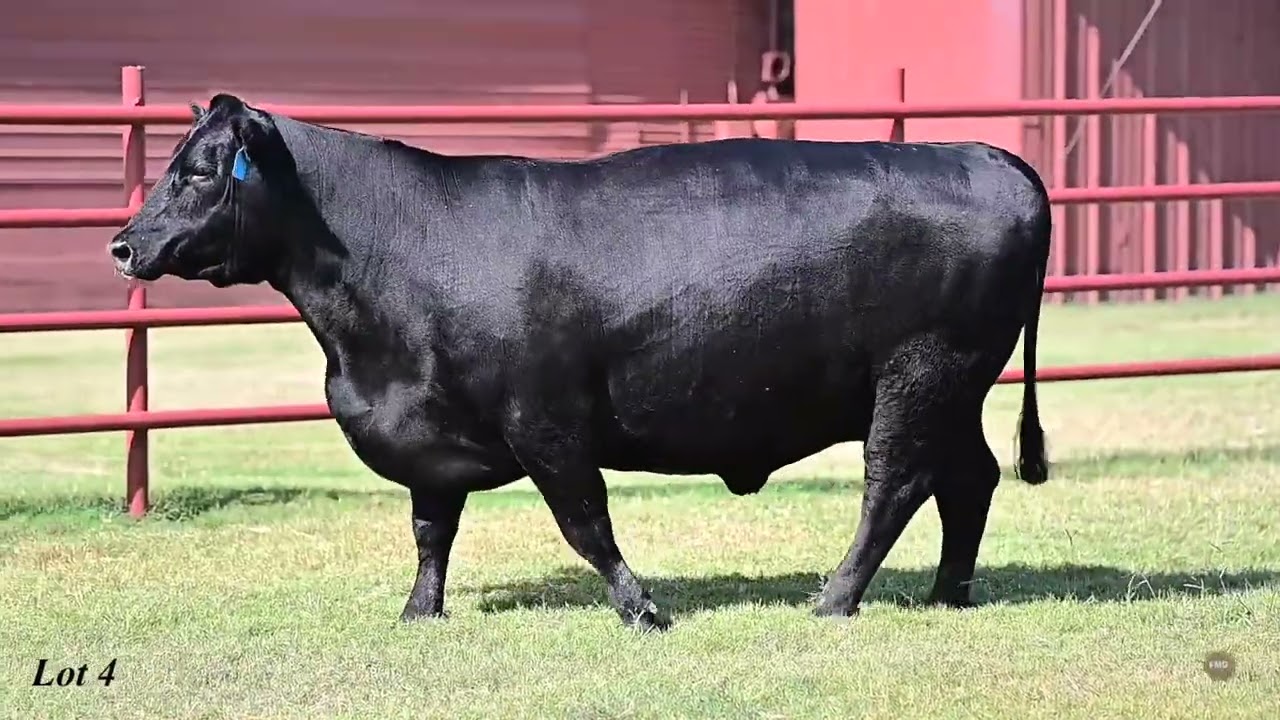 st genetics 2022 lot 4 mp4 1080p - YouTube