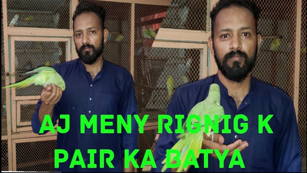 aj meny rignig k pair ka btaya #birds #tahir #vlogeer #viral #rignig # ...