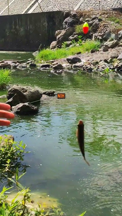 Misi Menyelamatkan Ikan Tenggelam Berhasil #antiboncos #strike - YouTube