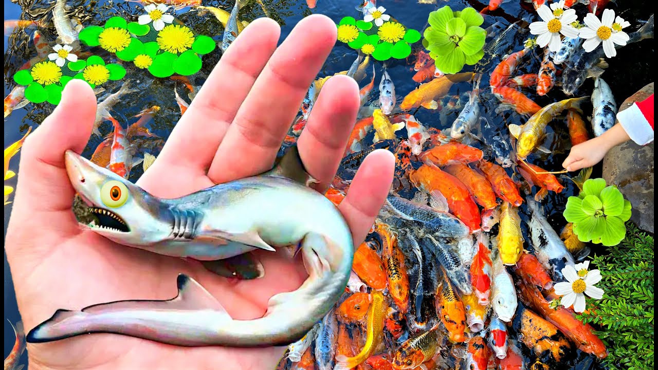 Catch Many Mini Ornamental Fish In Pond After Rain, Puffer Fish, Black ...