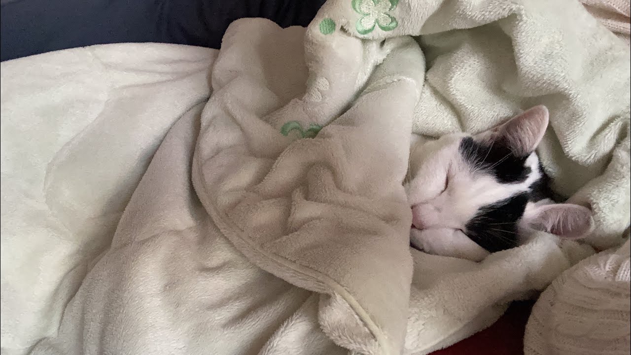 Cat sleep with warm blanket/cold weather - YouTube