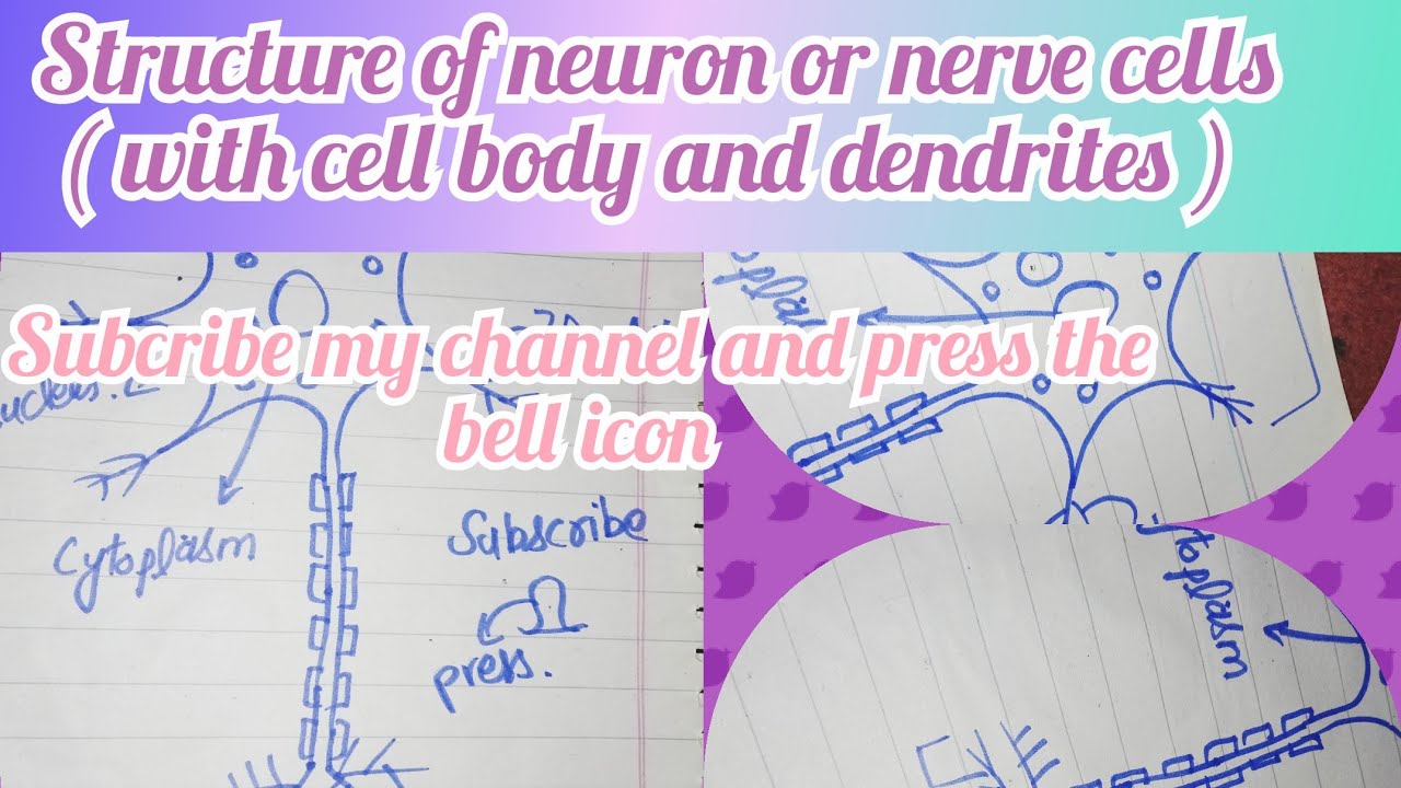 Latest way:How to draw structure of neuron or nerve cell || neuron ...