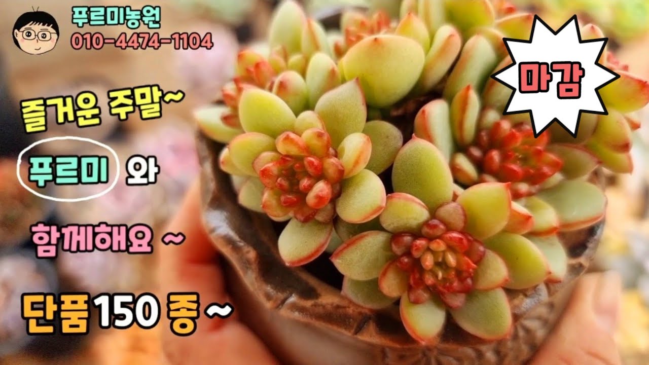 ️오늘도 예쁜다육이 보시고 힐링하세요~푸르미다육다육판매다육식물다육키우기korean Succulent Plants 봄맞이국민다육충북다육청주다육多肉植物진천
