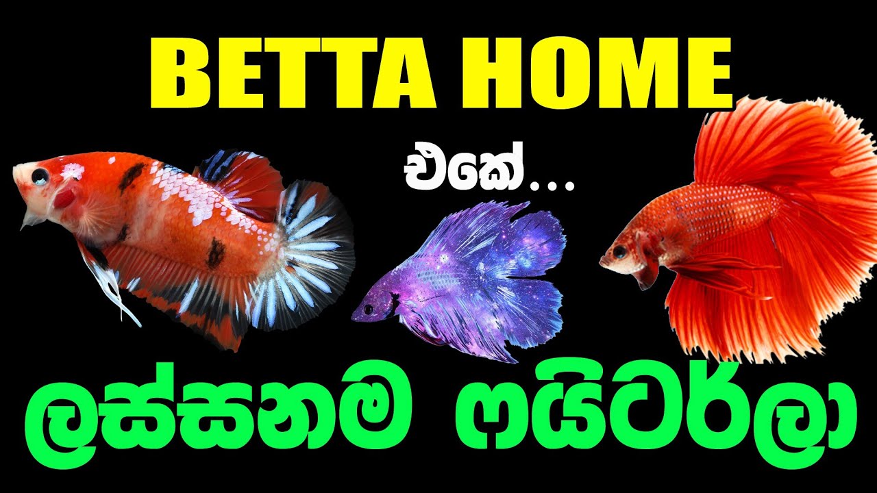 Most beautiful betta fish | ලස්සනම ලස්සන ෆයිටර් මසුන් - YouTube
