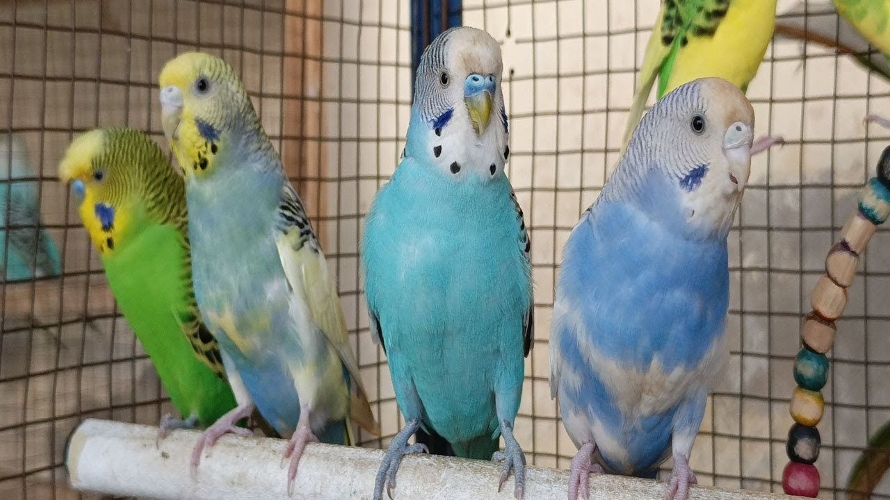 Happy Cute Parakeet Budgie Birds 12 Hr , Listen to Nature Bird Songs ...