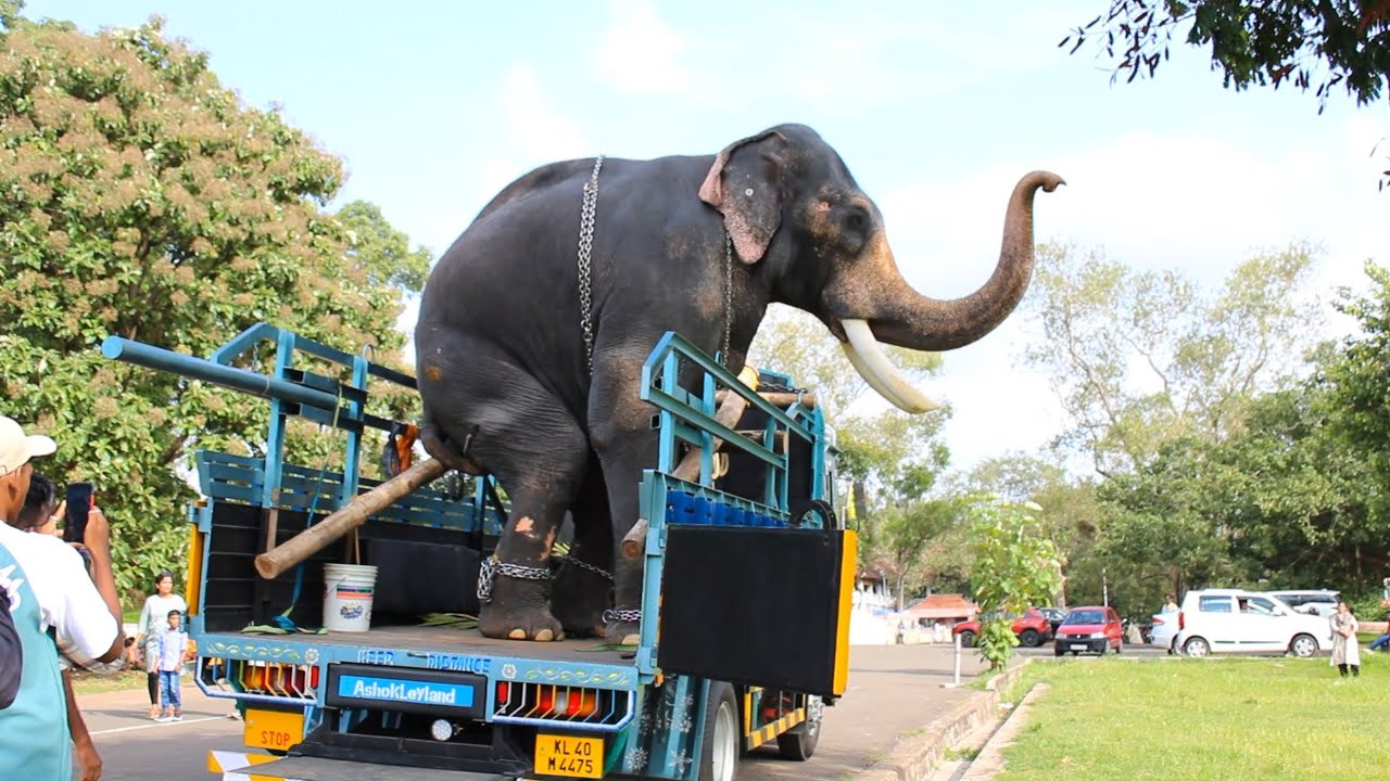 ചിറക്കൽ കാളിദാസൻ & വിനോദേട്ടൻ #venjamaram #chirakkalkalidasan ## ...