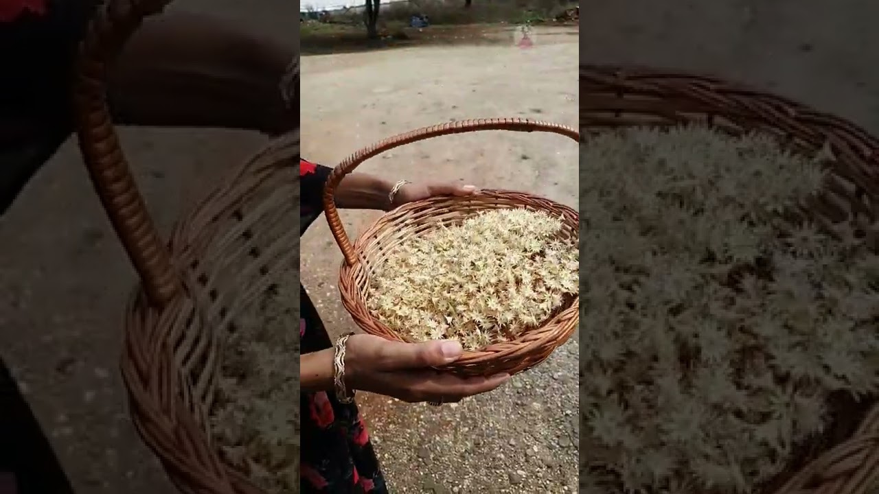 Magilampoo | Flower Garland | மகிழம்பூ | Morning fresh flowers ...
