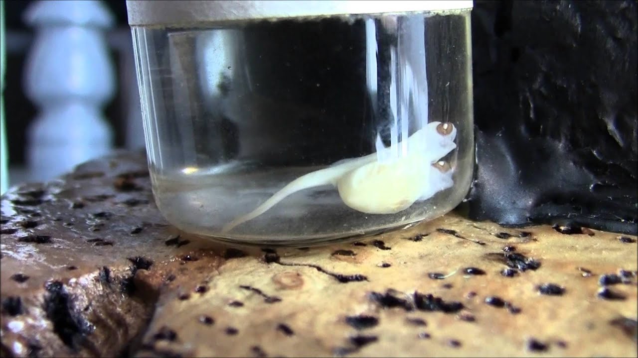 Two Headed Fish - Frankenfish Found!! - YouTube