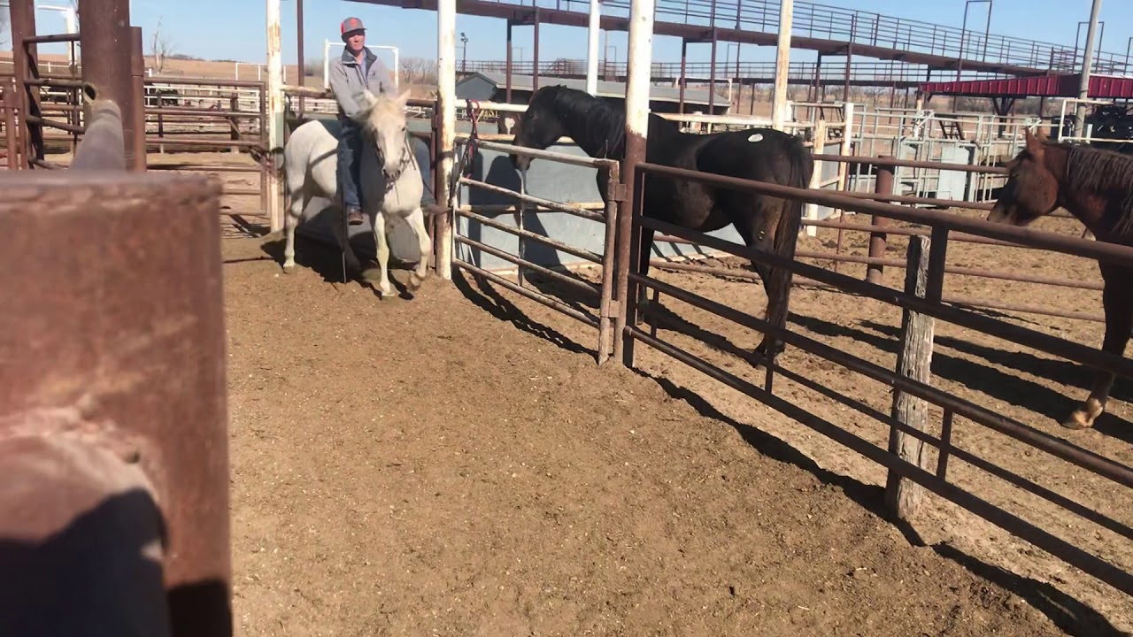 Kansas kill pen - YouTube