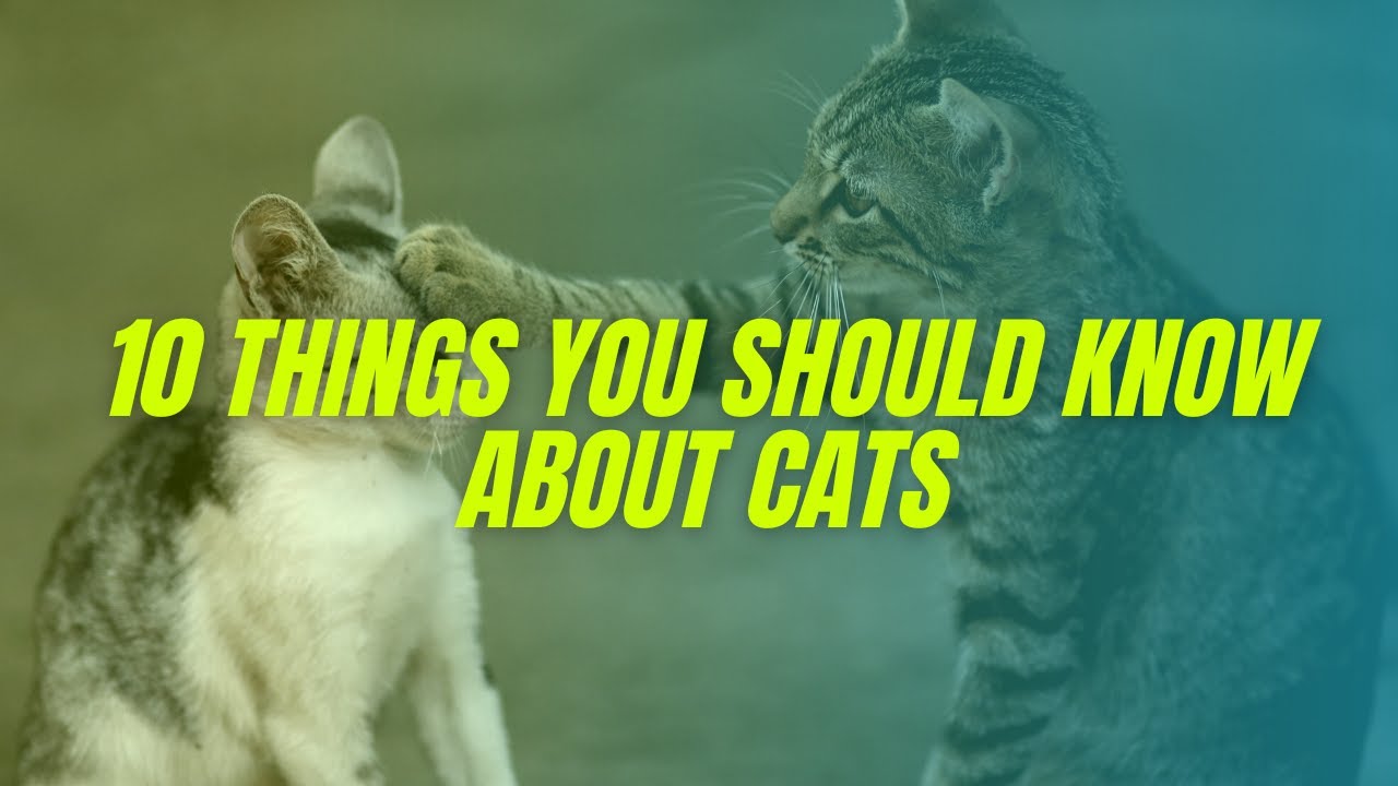 10 things you should know about cats - YouTube