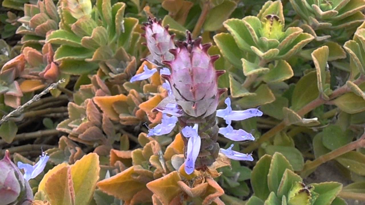 Orégano francés: Plectranthus amboinicus (www.riomoros.com) - YouTube