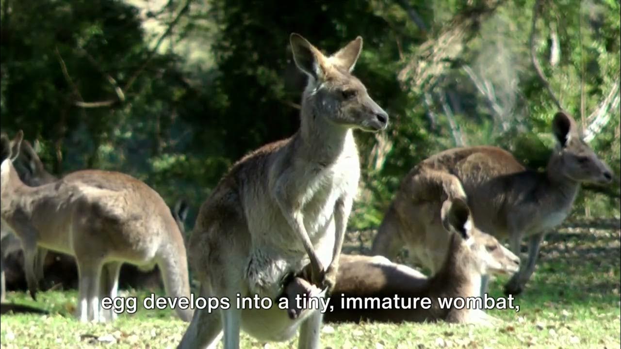 Wombats 101: The Miracle of Birth. +Kangaroos & Wildbore - YouTube