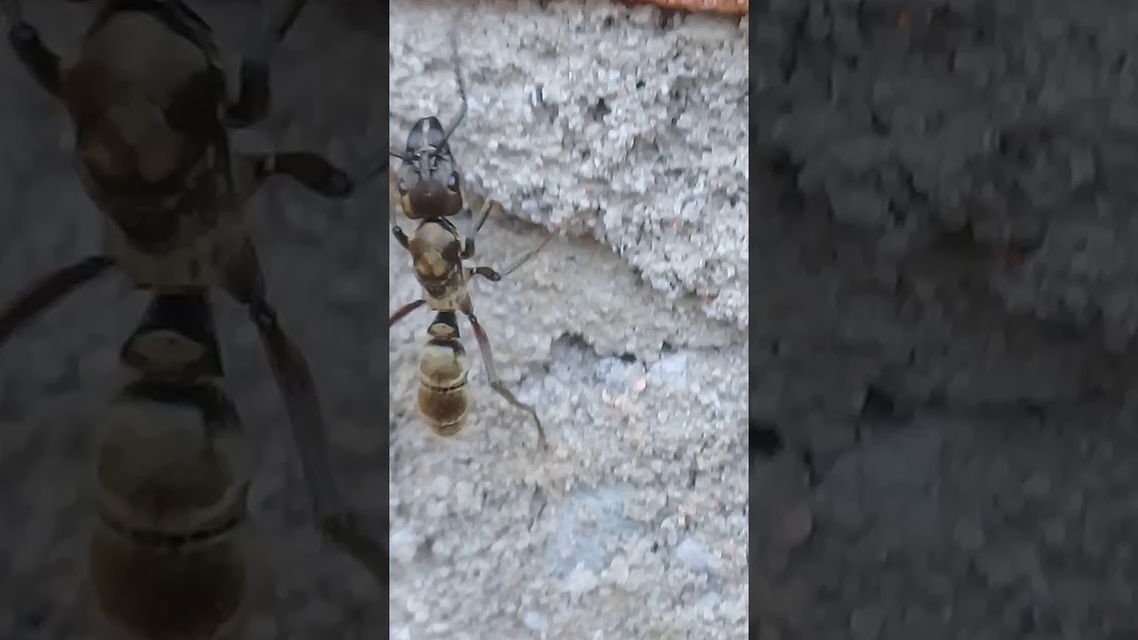 La ormiga - YouTube