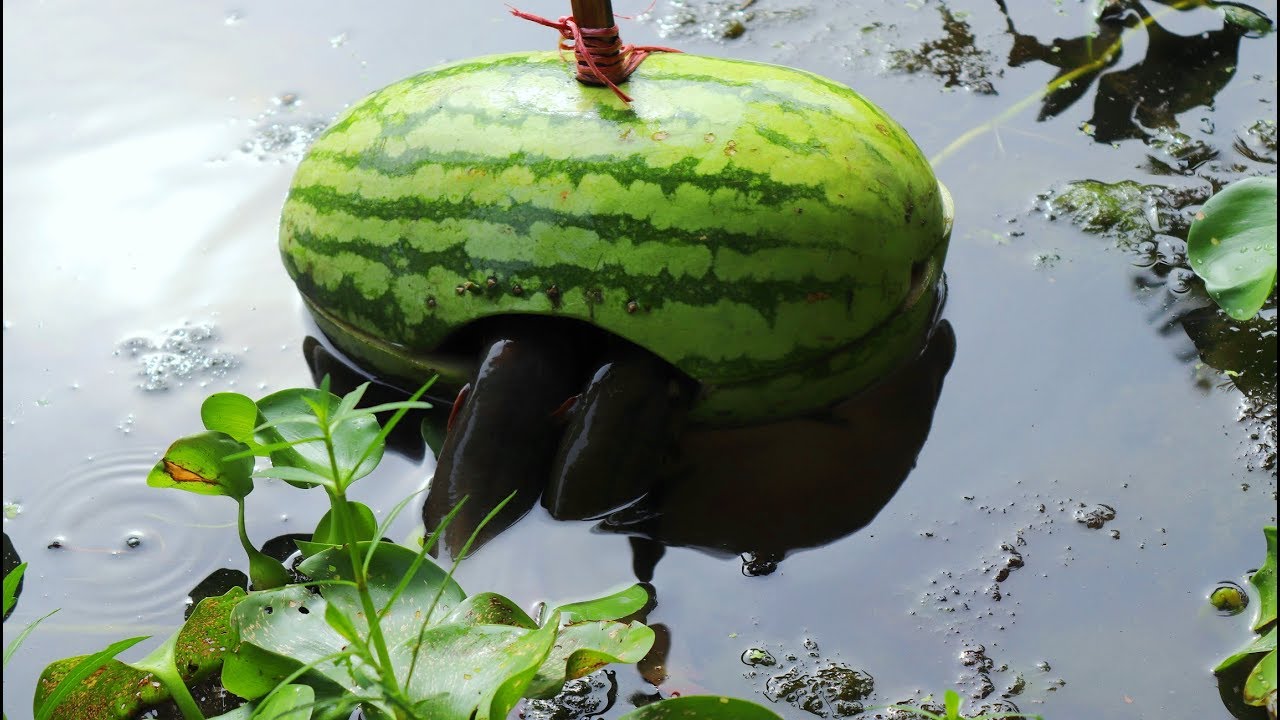Can You Believe This Watermelon Fishing? Country Fish Trap Under ...