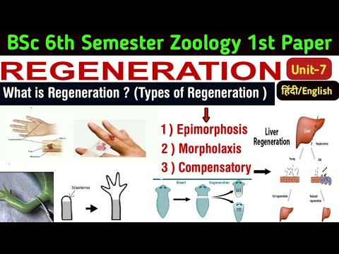 BSc 6th Semester Zoology//Regeneration/Types of Regeneration ...