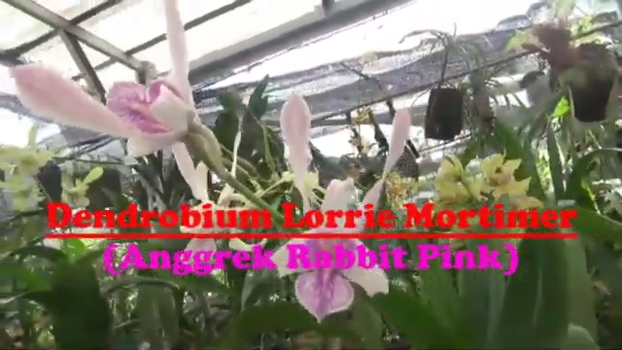 Dendrobium Lorrie Mortimer lebih terkenal dengan julukan anggrek Rabbit ...