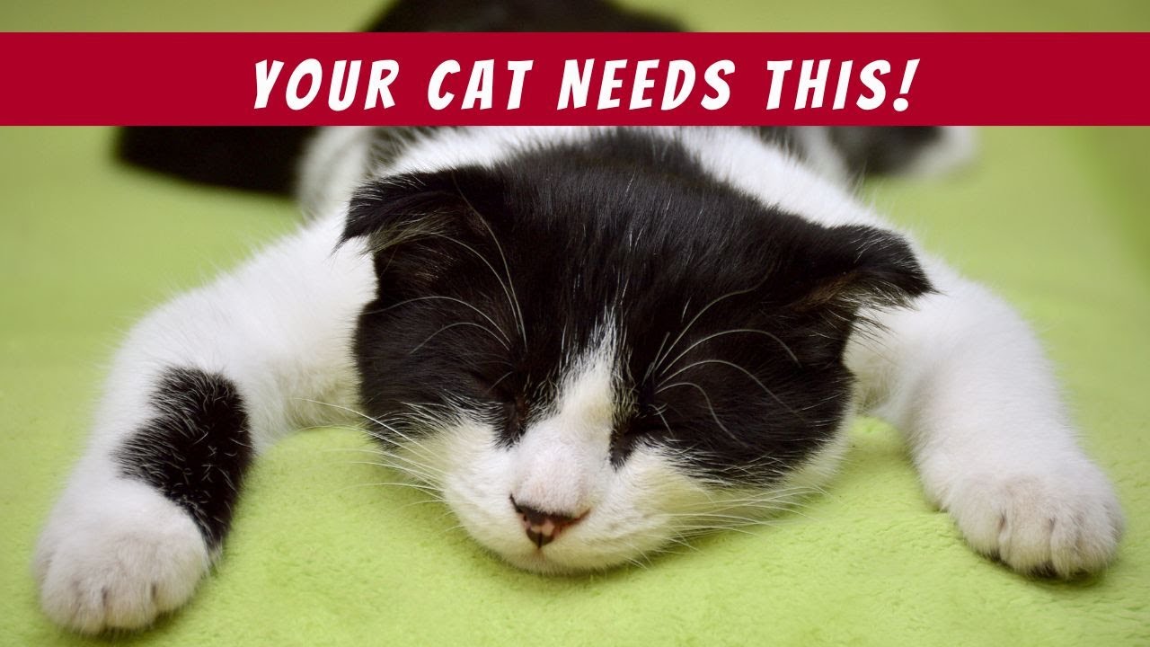 5 Essential Cat Behavior Hacks Every Owner Needs! - YouTube