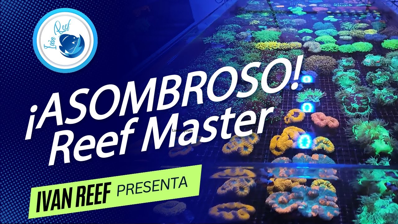 ¡ASOMBROSO! "Reef Master" un sueño de corales - YouTube