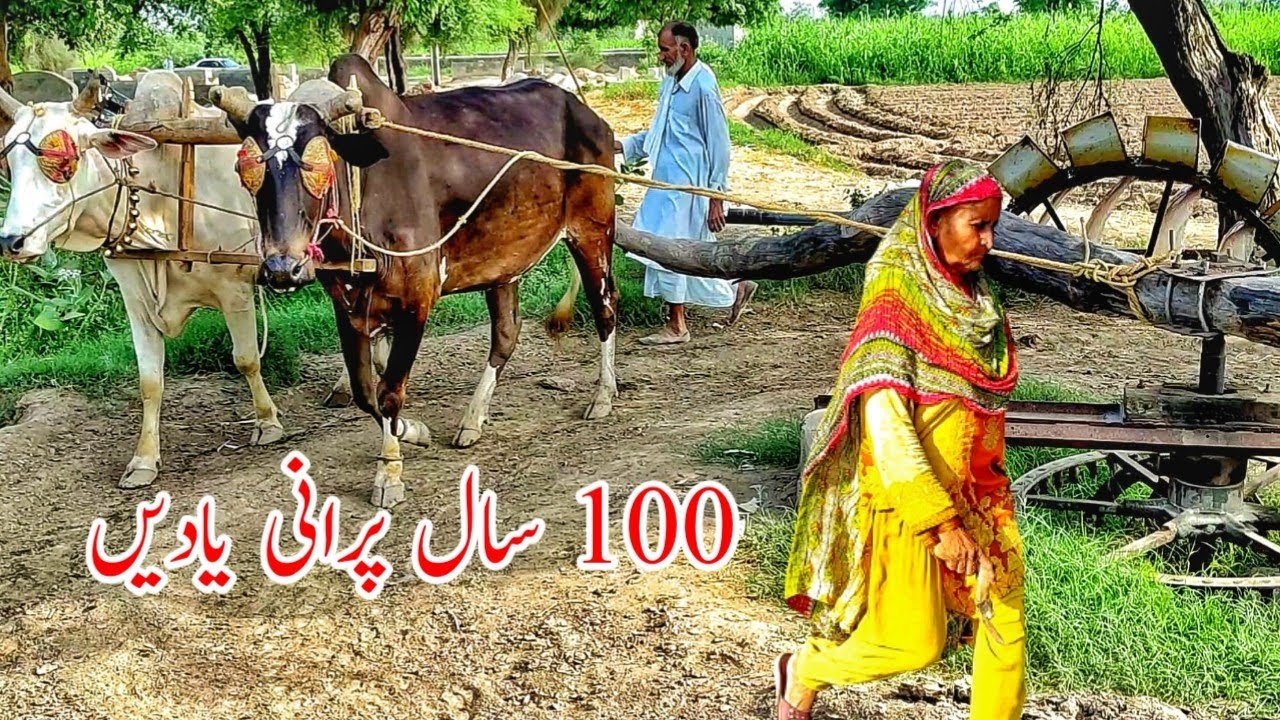 Old Traditional Method Of Irrigation In Pakistan | Old Irrigation ...