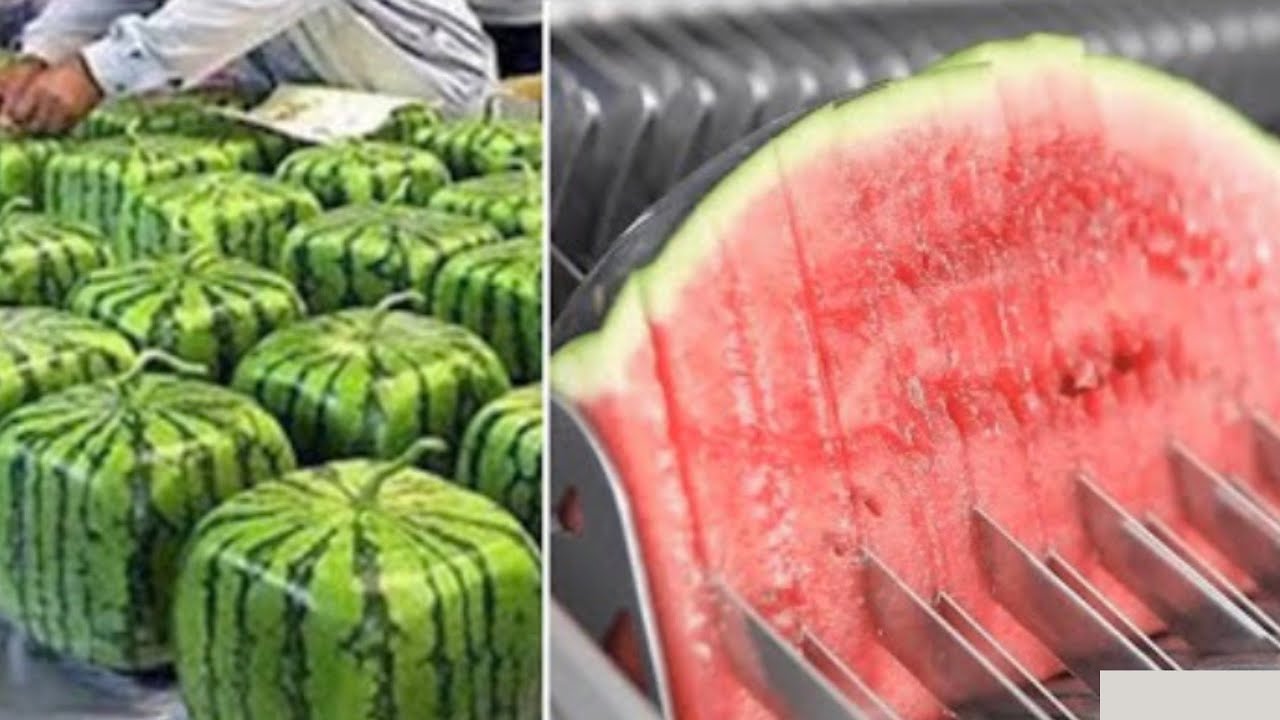Watermelon Farm Offer Million Tons Every day-Modern Watermelon ...