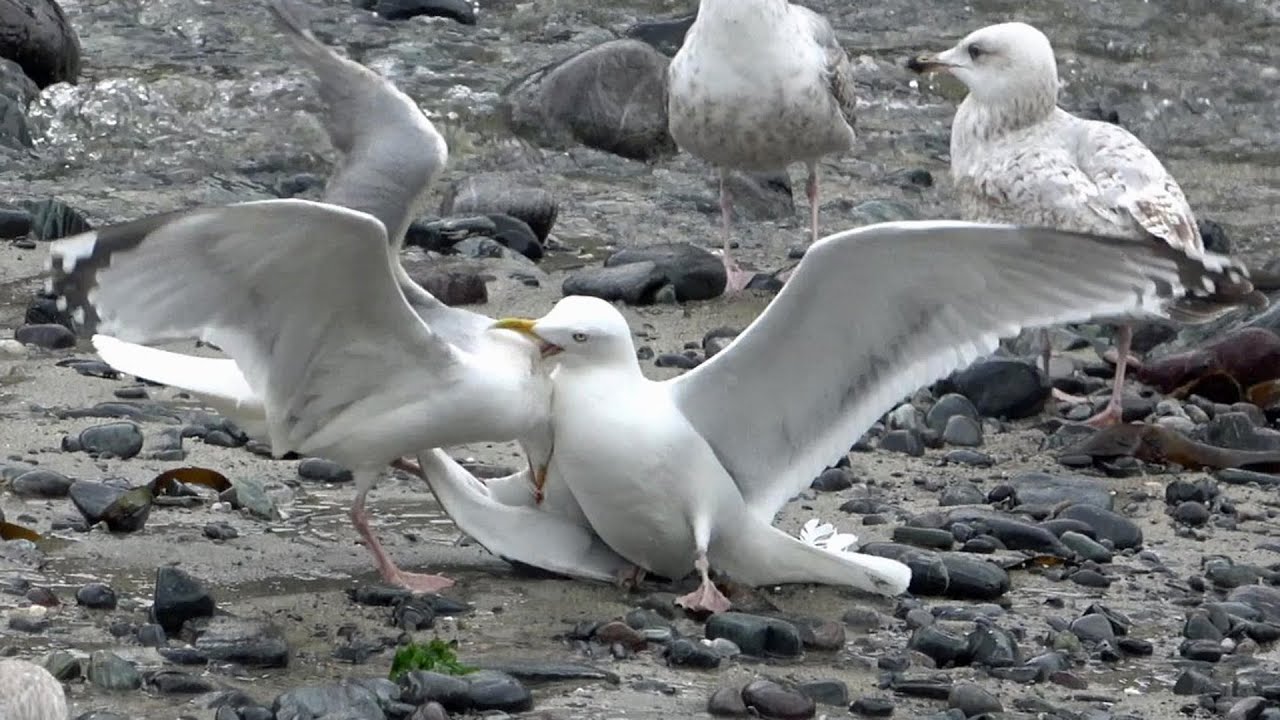 Seagull fight at Cadgwith Cove, Cornwall - YouTube