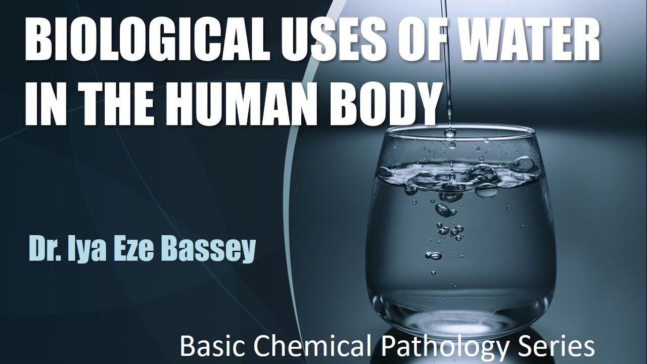 Biological uses of water - YouTube