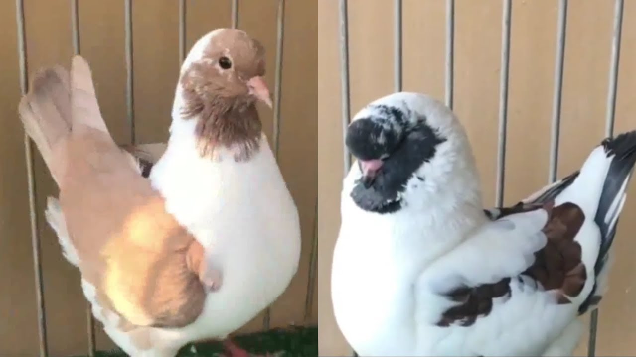 Modena pigeons loft & lovely color pigeons - YouTube