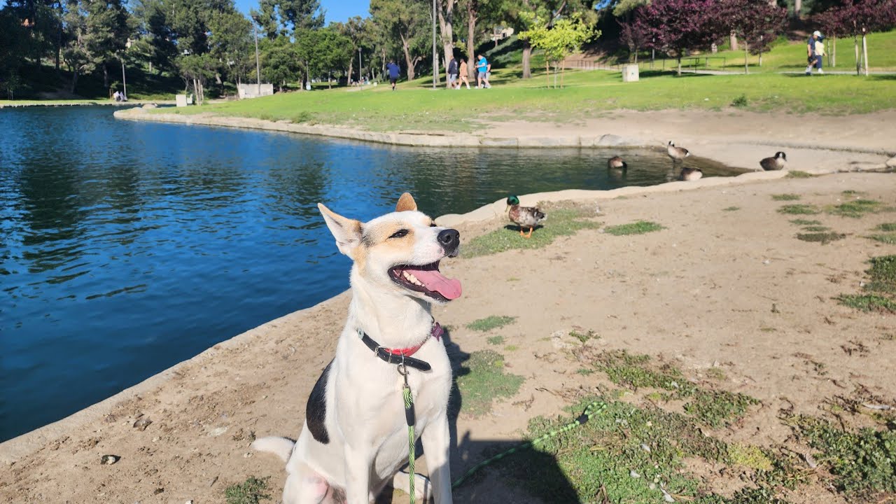 Chloe makes new friends with a different type of animal. # ...