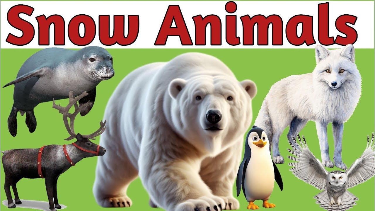 Snow Animals for Children || Polar Bear, Penguin, Seal || Learn Animal ...