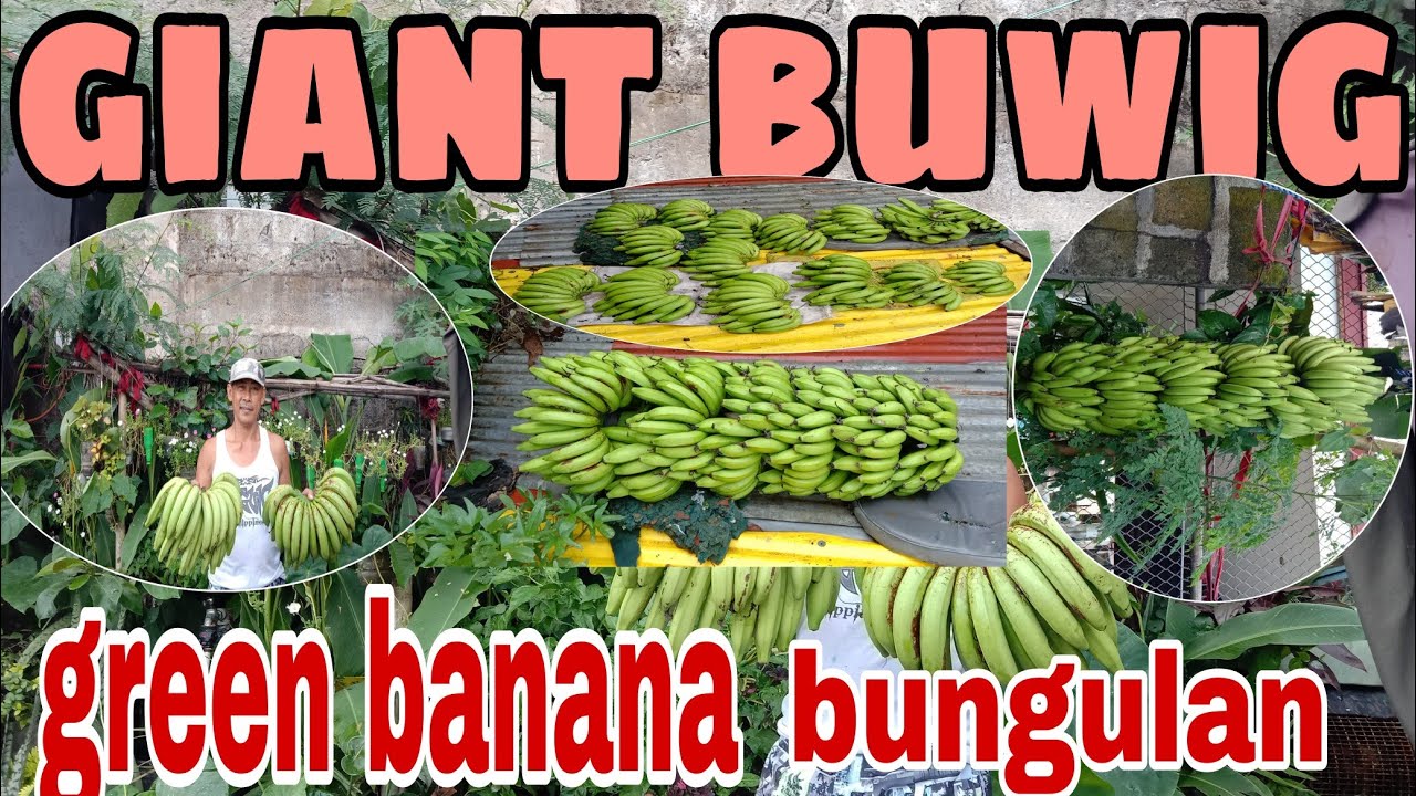 EP:287 Dambuhalng Buwig ng Saging na Bungulan sa Tabi ng Bahay l Kabaro ...