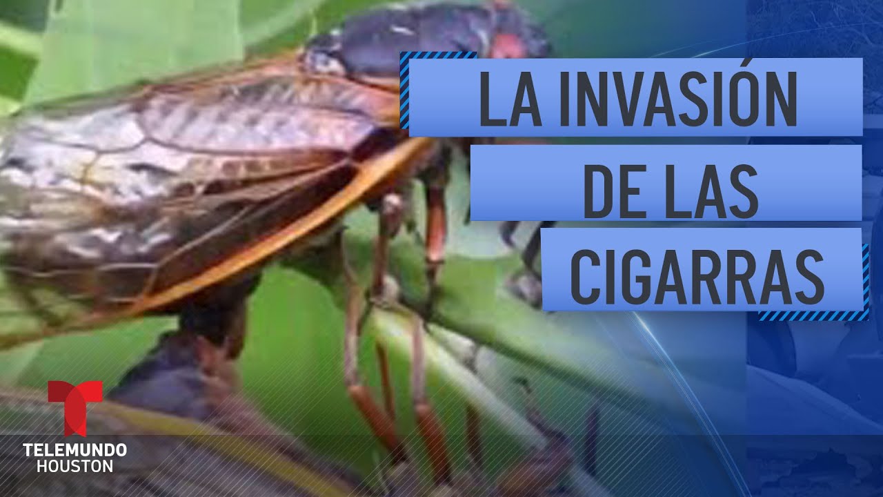 Invasión de las chicharras: ¿Qué podemos esperar? | Telemundo Houston ...