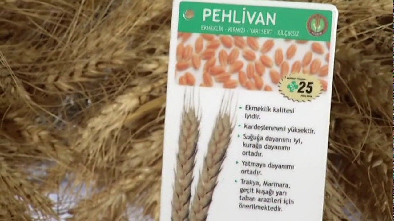 PEHLİVAN - YouTube