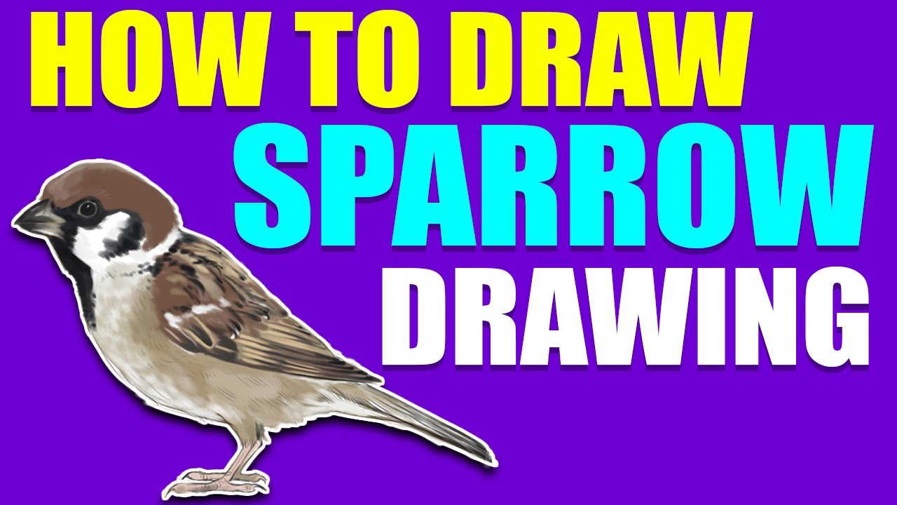How to draw sparrow drawing | How to draw sparrow drawing and colouring ...