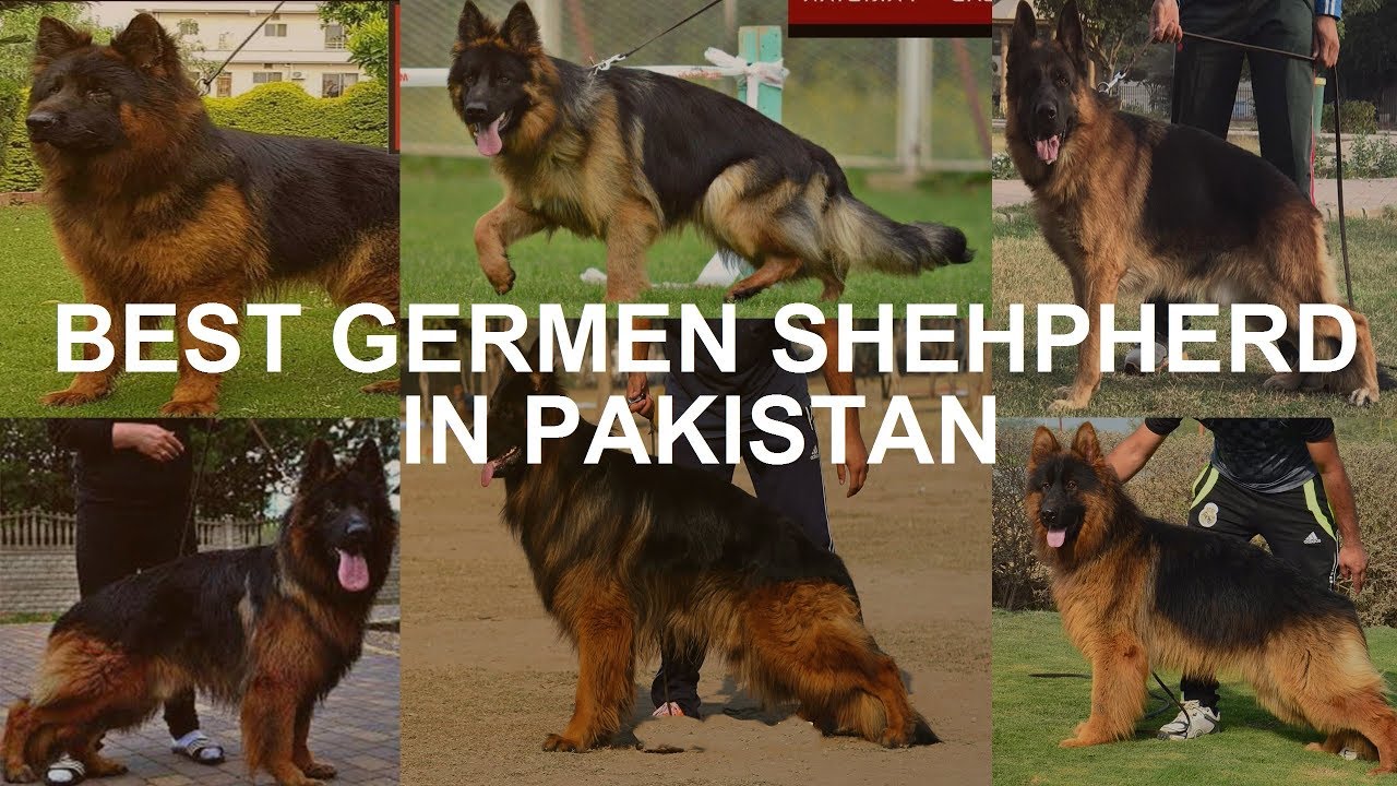 Pakistani German Dog