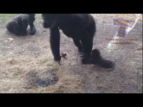 Komik maymun videolari dublajli