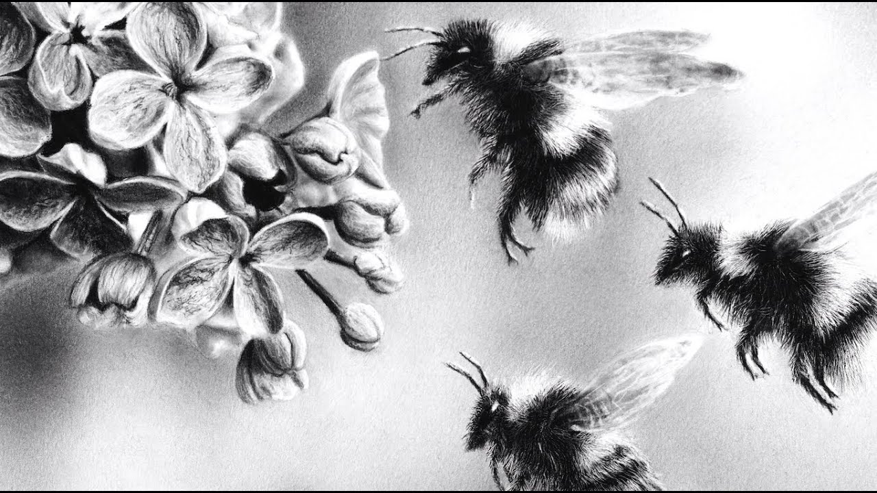 “The Trio” Realistic bees drawing / time-lapse - YouTube
