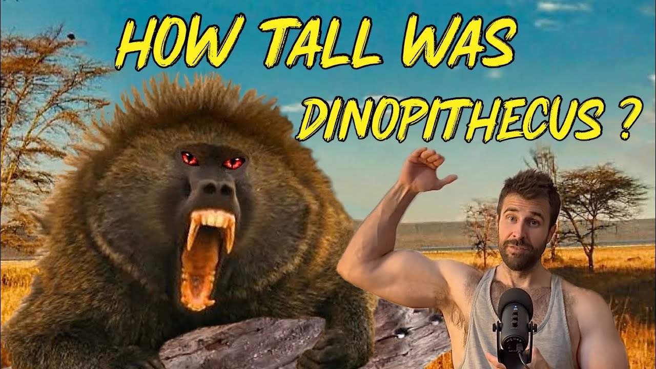 How Tall Was The Giant Baboon, Dinopithecus? - YouTube