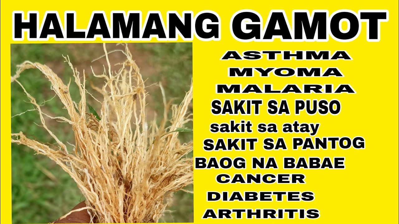 HALAMANG GAMOT NG. MYOMA ASTHMA MALARIA SAKIT SA PUSO SAKIT SA PANTOG ...