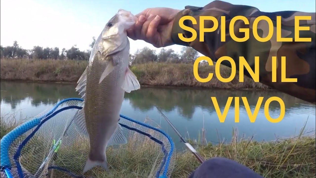 Spigole in Fiume con il Gamberetto Vivo e la Bolognese - Pesca con la ...